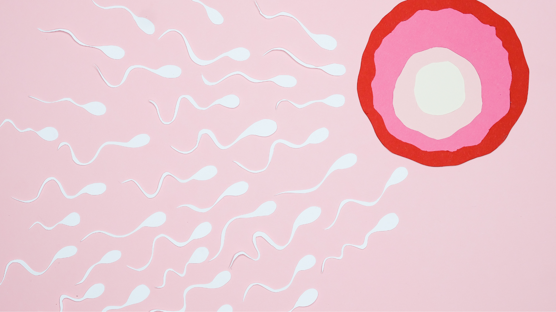 How VESIsorb® CoQ10 Powers Up Sperm & Egg Cells – Molecular Fertility LLC